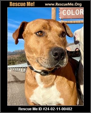 - Colorado Lab Rescue - ADOPTIONS - Rescue Me!