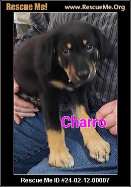 - Washington Dog Rescue - ADOPTIONS - Rescue Me!