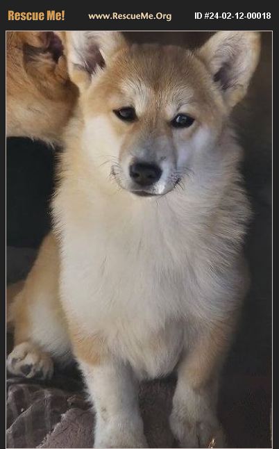 ADOPT 24021200018 ~ Shiba Inu Rescue ~ Los Angeles, CA