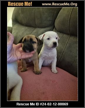 - Georgia Dog Rescue - ADOPTIONS - Rescue Me!