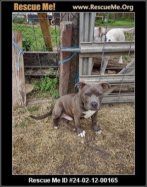 - Texas Pit Bull Rescue - ADOPTIONS - Rescue Me!