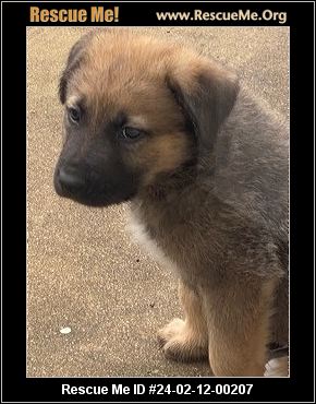- Texas Mutt Rescue - ADOPTIONS - Rescue Me!