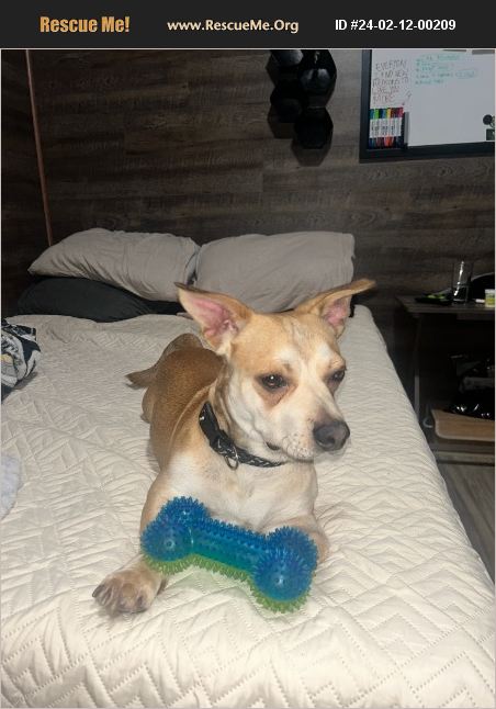 ADOPT 24021200209 ~ Chihuahua Rescue ~ El Monte, CA