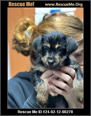 - New Jersey Dog Rescue - ADOPTIONS - Rescue Me!