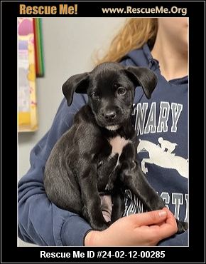 - New Jersey Dog Rescue - ADOPTIONS - Rescue Me!