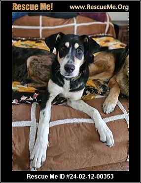 - Colorado Mutt Rescue - ADOPTIONS - Rescue Me!
