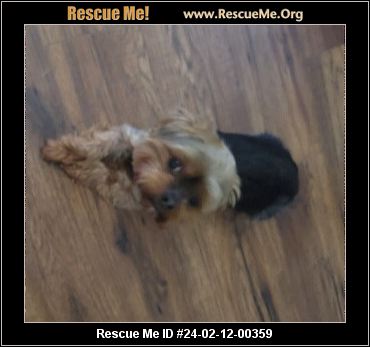 - Washington Yorkie Rescue - ADOPTIONS - Rescue Me!