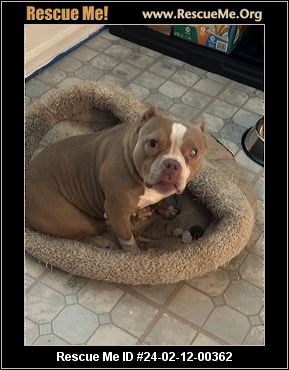 - Virginia Dog Rescue - ADOPTIONS - Rescue Me!