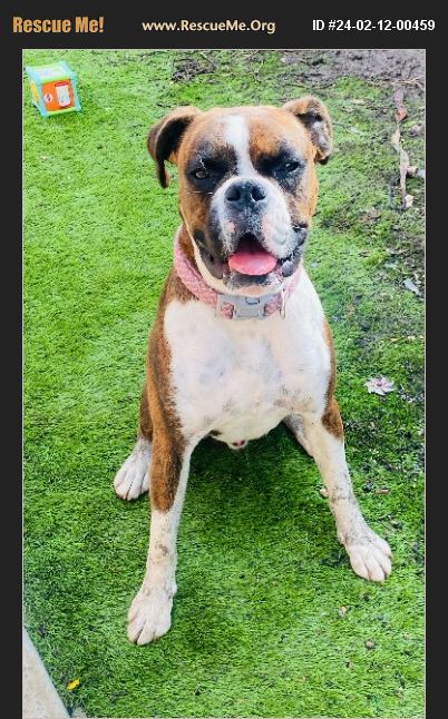 ADOPT 24021200459 ~ Boxer Rescue ~ Australia