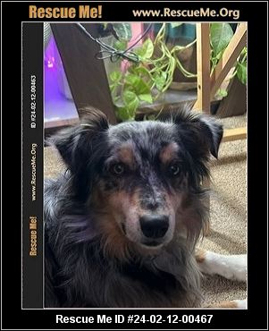 - Indiana Dog Rescue - ADOPTIONS - Rescue Me!