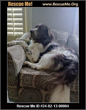 - New Jersey Dog Rescue - ADOPTIONS - Rescue Me!