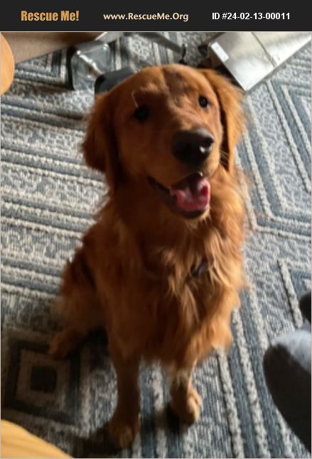 ADOPT 24021300011 ~ Golden Retriever Rescue ~ Seattle, WA