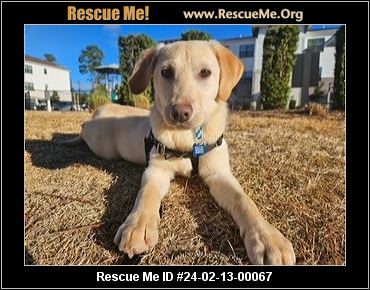 - New York Golden Retriever Rescue - ADOPTIONS - Rescue Me!