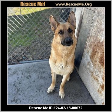 - Virginia Dog Rescue - ADOPTIONS - Rescue Me!