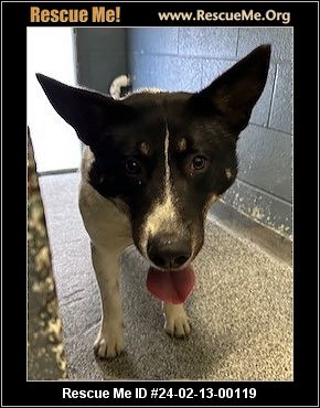 - Oklahoma Dog Rescue - ADOPTIONS - Rescue Me!