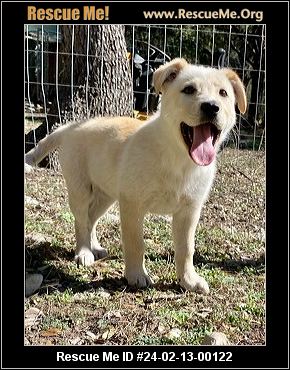 - New Jersey Dog Rescue - ADOPTIONS - Rescue Me!