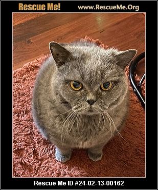 - South Carolina Cat Rescue - ADOPTIONS - Rescue Me!