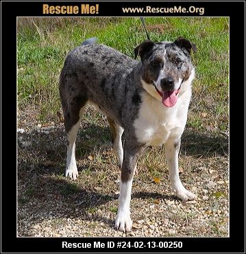 - Texas Mutt Rescue - ADOPTIONS - Rescue Me!