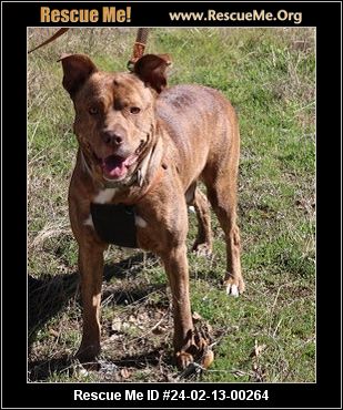 - Texas Pit Bull Rescue - ADOPTIONS - Rescue Me!