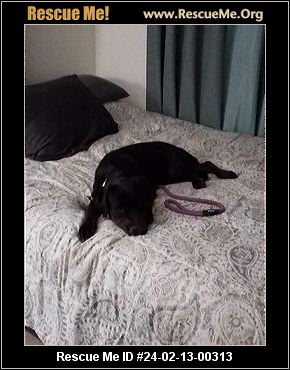 - Arizona Mutt Rescue - ADOPTIONS - Rescue Me!