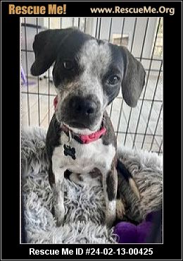 - Oklahoma Beagle Rescue - ADOPTIONS - Rescue Me!