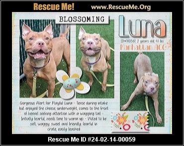 - New York Dog Rescue - ADOPTIONS - Rescue Me!