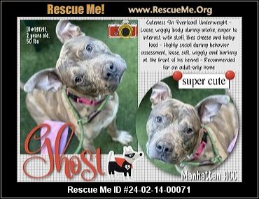 - New York Dog Rescue - ADOPTIONS - Rescue Me!