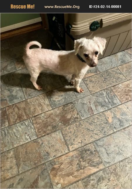 ADOPT 24021400081 ~ Maltese Rescue ~ Newtown, CT