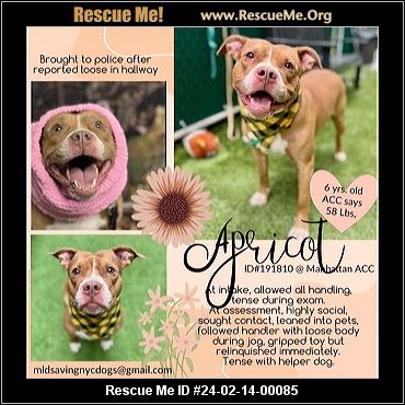 - New York Dog Rescue - ADOPTIONS - Rescue Me!
