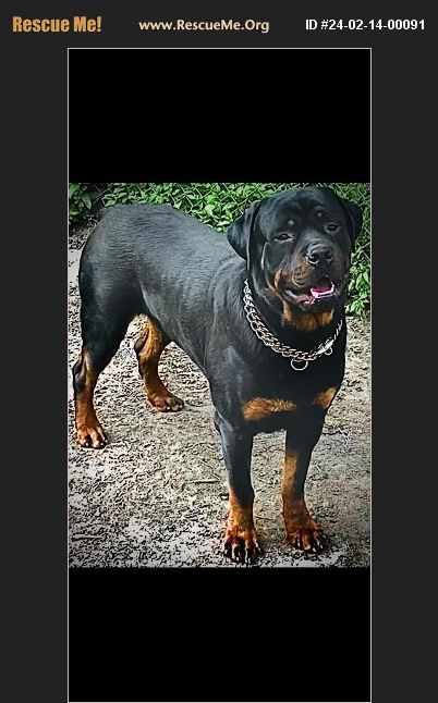 ADOPT 24021400091 ~ Rottweiler Rescue ~ Philadelphia, NJ