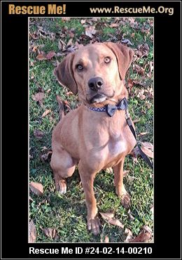 - Georgia Dog Rescue - ADOPTIONS - Rescue Me!