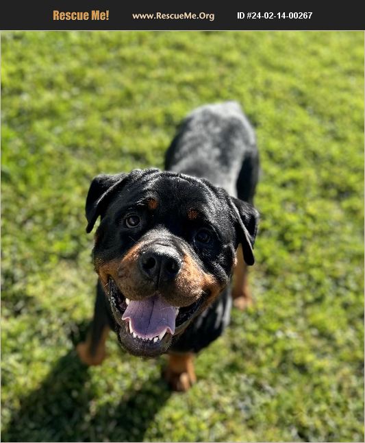 ADOPT 24021400267 ~ Rottweiler Rescue ~ Napa, CA