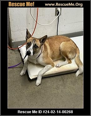 - Texas Basenji Rescue - ADOPTIONS - Rescue Me!