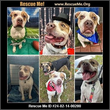 - New Jersey Dog Rescue - ADOPTIONS - Rescue Me!