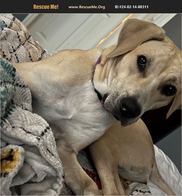 ADOPT 24021400311 ~ Black Mouth Cur Rescue ~ Punta Gorda, FL