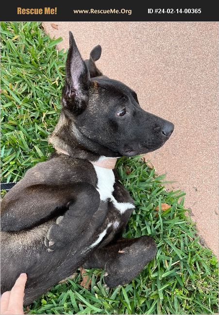 ADOPT 24021400365 ~ Dutch Shepherd Rescue ~ Seminole County, FL