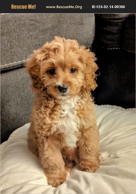 ADOPT 24021400386 ~ Cockapoo Rescue ~ Parker, CO