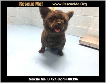 - California Affenpinscher Rescue - ADOPTIONS - Rescue Me!