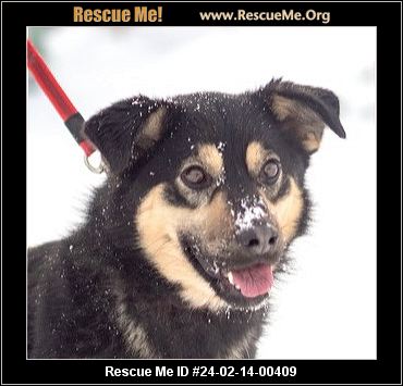 - New Jersey Dog Rescue - ADOPTIONS - Rescue Me!
