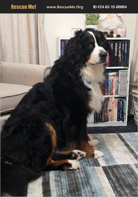 ADOPT 24021500004 ~ Bernese Mountain Dog Rescue ~ Chesterfield, VA