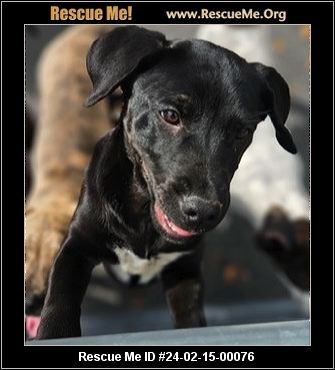 - Georgia Dog Rescue - ADOPTIONS - Rescue Me!