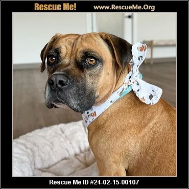 - Arizona Boxer Rescue - ADOPTIONS - Rescue Me!