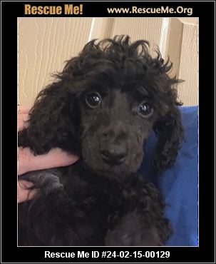 - New York Dog Rescue - ADOPTIONS - Rescue Me!