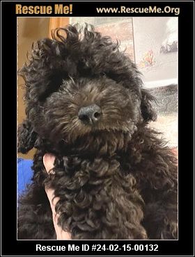 - New York Poodle Rescue - ADOPTIONS - Rescue Me!