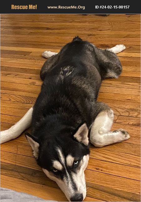 ADOPT 24021500157 ~ Siberian Husky Rescue ~ Madison Heights, MI