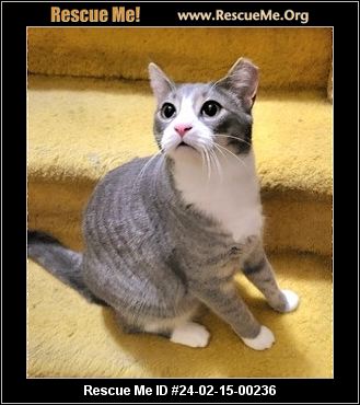 - New York Cat Rescue - ADOPTIONS - Rescue Me!