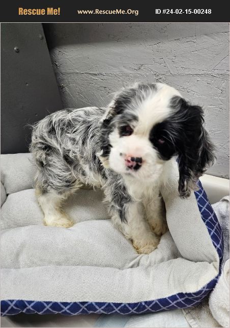 ADOPT 24021500248 ~ Cocker Spaniel Rescue ~ Denver, IN