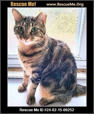 - New York Cat Rescue - ADOPTIONS - Rescue Me!