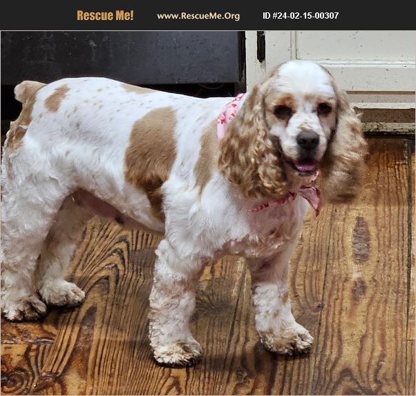 ADOPT 24021500307 ~ Cocker Spaniel Rescue ~ Martinsville, IN