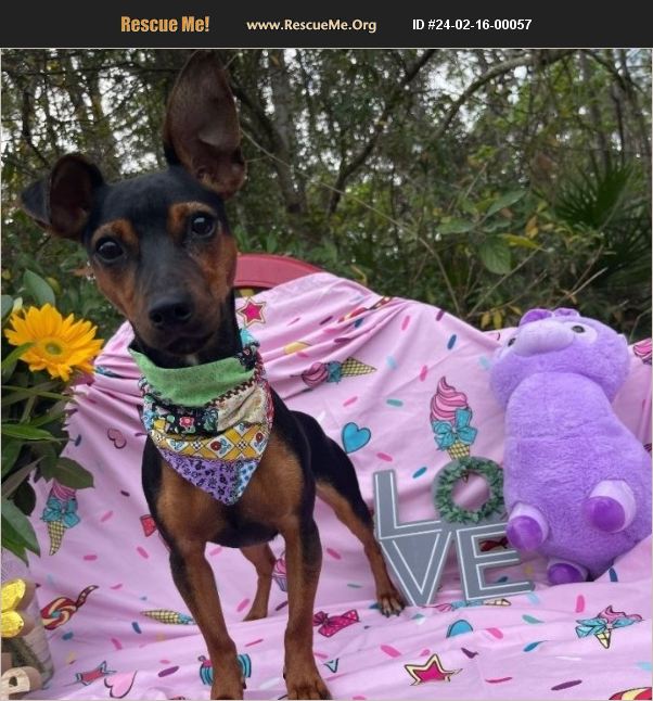 ADOPT 24021600057 ~ Miniature Pinscher Rescue ~ Sebring, FL